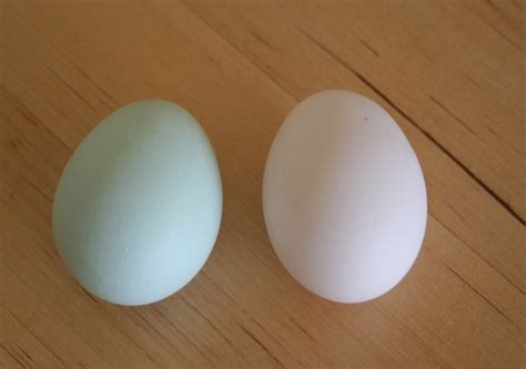 Silkie Chicken Eggs
