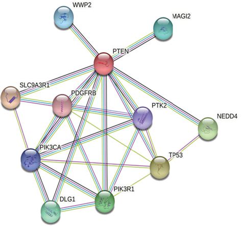 Retracted Activation Of Ptenp13kakt Signaling Pathway By Mirna‐124