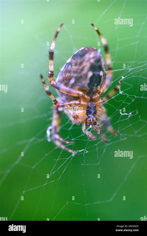 Macro Image Of Garden Spider Suspended On Web In Garden Selective