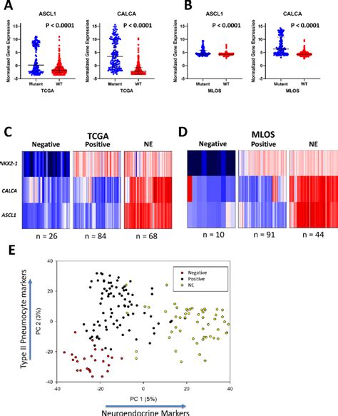 Classification Of Stk11 Loss Mutant Patient Tumors Into Positive Ne Download Scientific