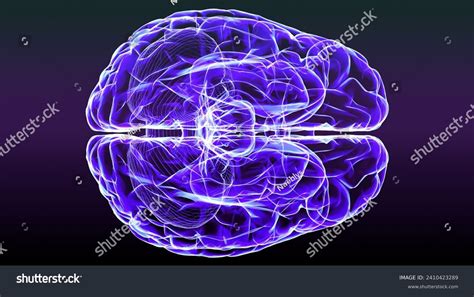 Section Brain Seen Profile Parts Brain Stock Illustration 2410423289 Shutterstock