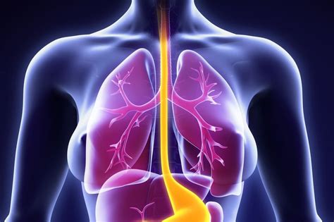 Esophagus Facts Functions And Diseases Live Science