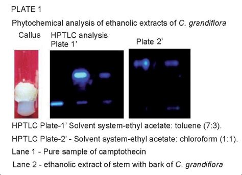 Hptlc Analysis Of Ethanolic Extracts Of Chonemorpha Grandiflora