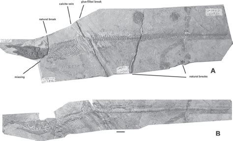 Xinpusaurus Kohi J Iang Et Al 2004 Holotype Gmpku 2000 005 From