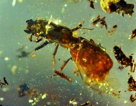 Cretaceous Fossil Wasp In Amber Myanmar For Sale 76510