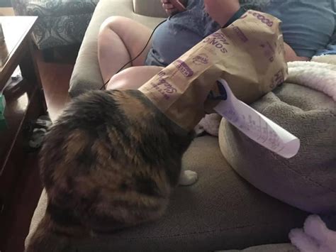 Kitty Almost Swallowed By Small Trap Rthecattrapisworking
