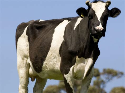 Bunyah Nsw Man Airlifted To Hospital After Being Trampled On By Cow