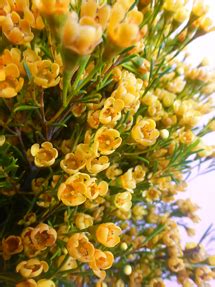 W テインヨピーチ 花市場の仲卸 大森花卉 おおもりかき