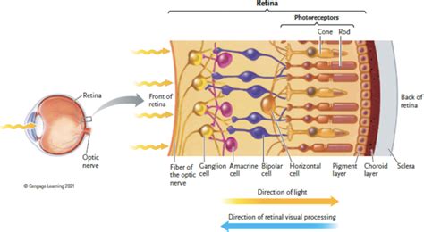 414 Visual Processing In Retina Diagram Quizlet 414 Visual Processing In Retina Diagram Quizlet