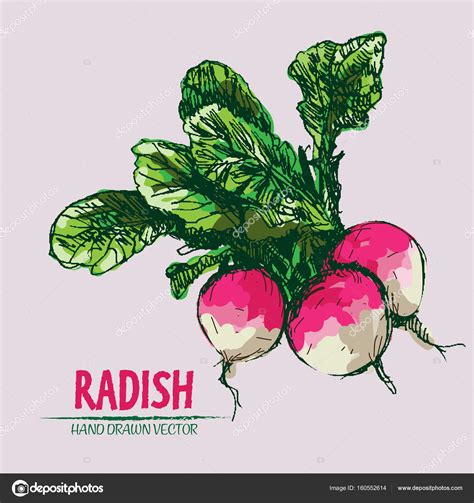 Digital Vector Detailed Line Art Radish Stock Vector By ©frimufilms