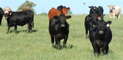 Faqs About Bovine Leukemia Virus Blv And Beef Cattle News