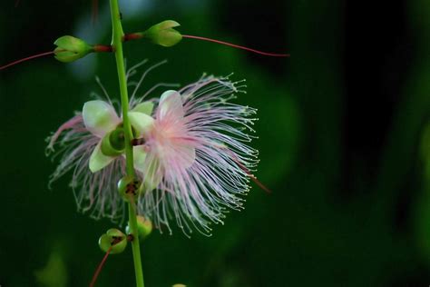 Barringtonia Racemosa Flowers Beautiful Paintings My