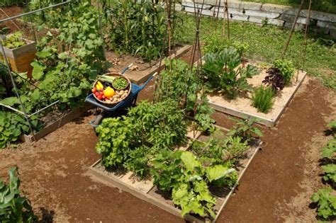 「一坪ミニ菜園」の作り方を伝授！畳わずか2枚分で年間32品目の野菜が作れるぞ 【be Pal】キャンプ、アウトドア、自然派生活の情報源ビーパル