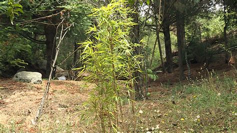 Bambo Forest New Release 30 Bamboo Models Landscape Stones In D5