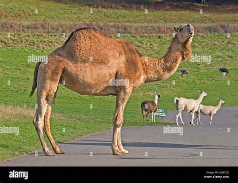 Llama Alpaca Hybrid