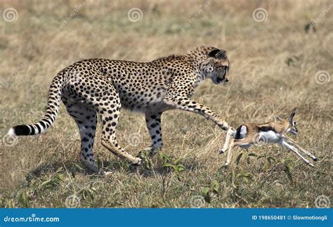 Cheetahs Hunting Gazelle