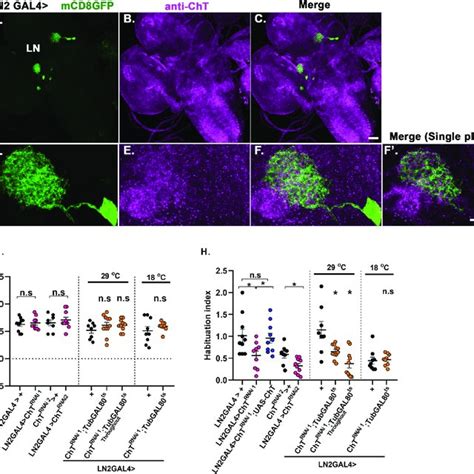 Olfactory Habituation Assay In Wild Type Drosophila Larvae A