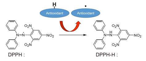 Dpph Antioxidant Assay Kit Nagase Thailand