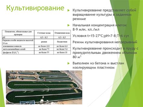 Разработка технологии очистки сточных вод с использованием микроводорослей презентация онлайн