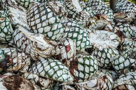 รูปภาพpinnaple เลือกดูภาพถ่ายสต็อก เวกเตอร์ และวิดีโอ127 Adobe Stock