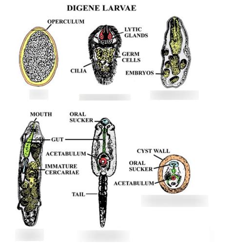 Stages Of Digenetic Trematodes Diagram Quizlet