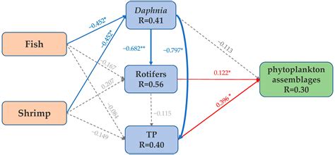 The Effects Of Intraguild Predation On Phytoplankton Assemblage