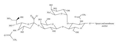 Structure Of The Tetrasaccharide Sialyl Lewis X Used In The