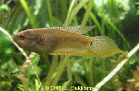 Macropodus Opercularis Visit Our Aquariumdatabase Aquavisie