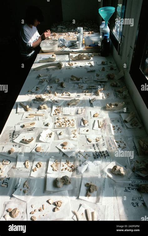 Fossil Table Sima De Los Huesos This Table Has Been Set Up For