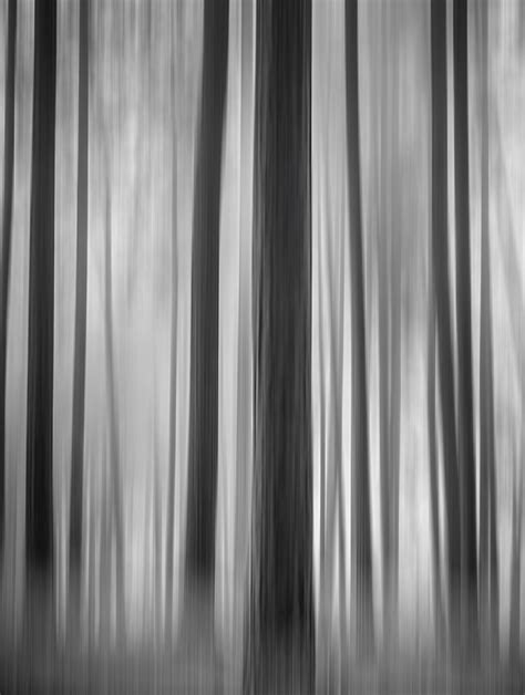 Tall Trees Hein Jonker Photography