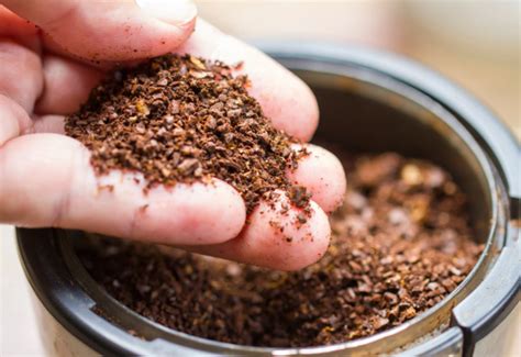 What Is A Date Pit Uses Benefits And Sustainability Explained Medjool Days