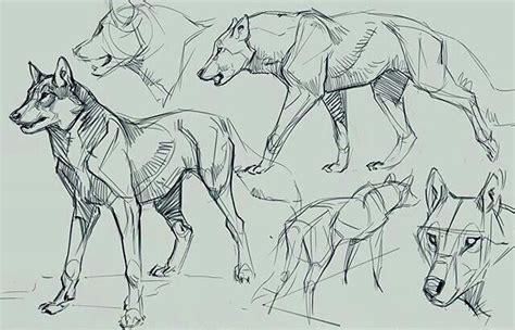 Wolf Reference Sketch