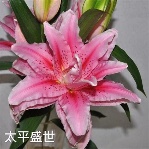 女神们都爱的重瓣百合品种都有哪些？如何养护？ 知乎