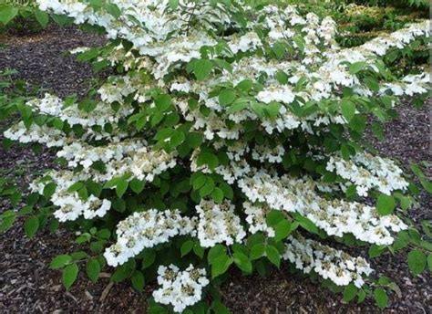 21 Types Of Viburnum Shrubs Trees And Hedges With Pictures Mississippi Greens