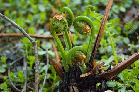 Fiddleheads Fresh Spring Delicacy Chickens Backyard Treats