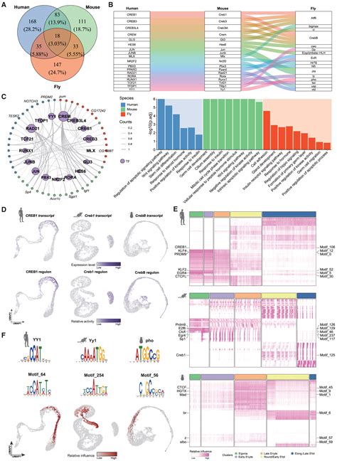 Cross Species Comparative Single Cell Transcriptomics Highlights The