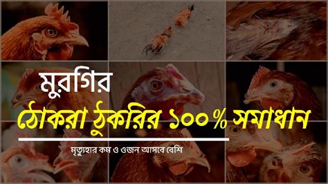 মুরগির ঠোঁট কাটার নিয়ম মুরগির ঠোকরা ঠুকরি বন্ধ করার উপায় লিখন
