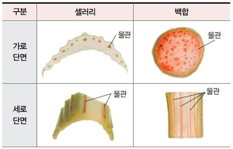 중1 광합성 식물체의 구조와 기능 줄기에서의 물과 양분 이동 식물의 관다발 관찰 실험 네이버 블로그