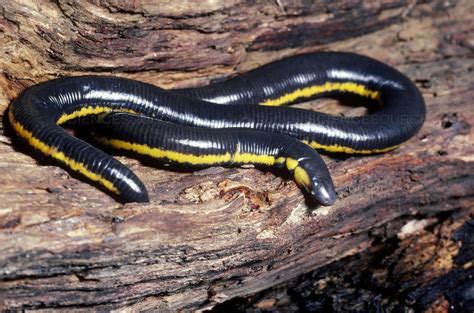 Chùm ảnh Con Vật Lai Tạp ếch Rắn Giun Siêu Dị ở Việt Nam