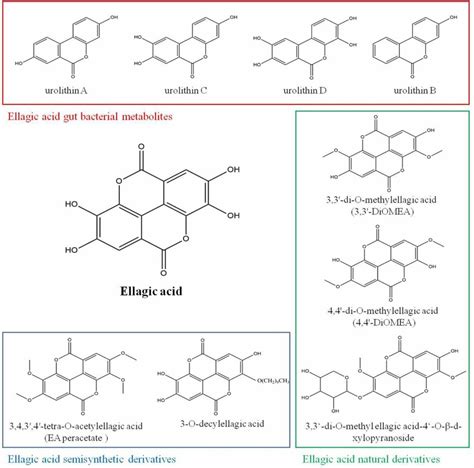 Molecular Structure Of Ellagic Acid Ea Intestinal Metabolites