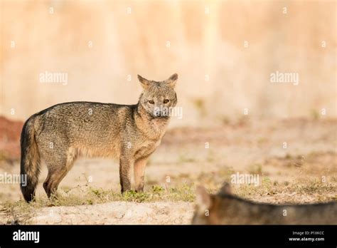 Pantanal Region Mato Grosso Brazil South America Crab Eating Foxes