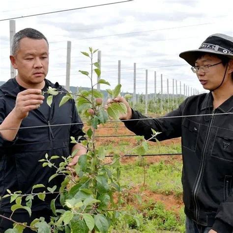 宣威：果树种上山 腾地种粮食种植永安村荒山