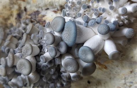 A Detailed Explanation Of The Mushroom Life Cycle Grocycle