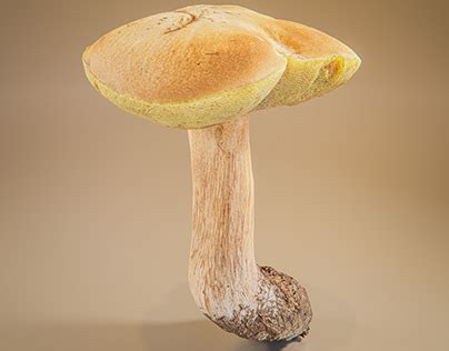 Boletus Edulis Projects Photos Videos Logos Illustrations And