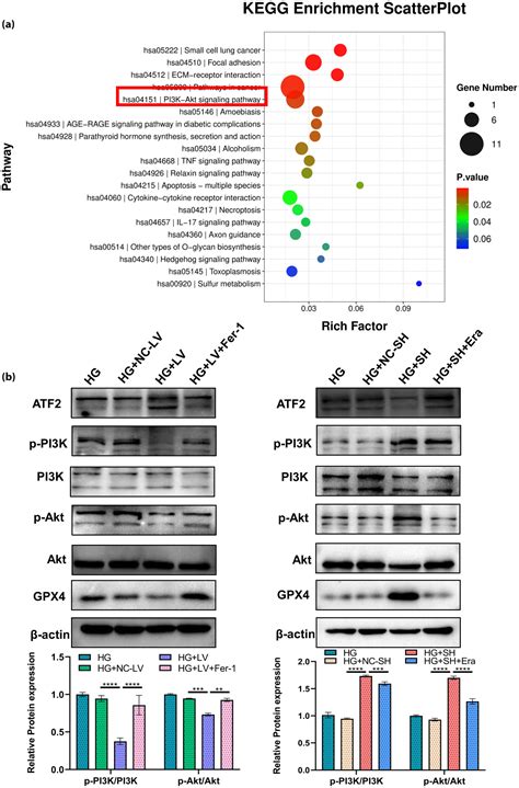 Regulatory Role Of Atf2 In Trophoblast Ferroptosis Via The Pi3kakt