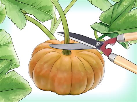 How To Grow Squash 15 Steps With Pictures Wikihow