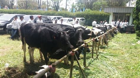 Ribu Peternak Sapi Perah Dilibatkan Dalam Penyediaan Bansos Provinsi Jabar Tahap II