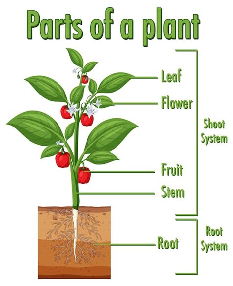 Plant Structure Diagram