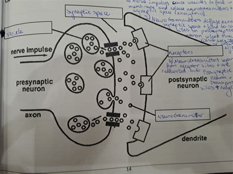 Biopsychology Synaptic Transmission Flashcards Quizlet