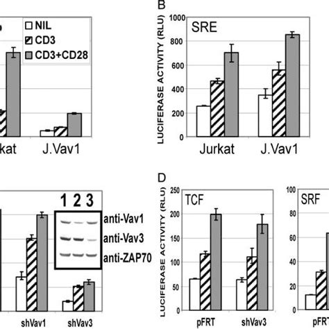 Vav3 Couples TCR Initiated Signaling To The Regulation Of SRE Mediated